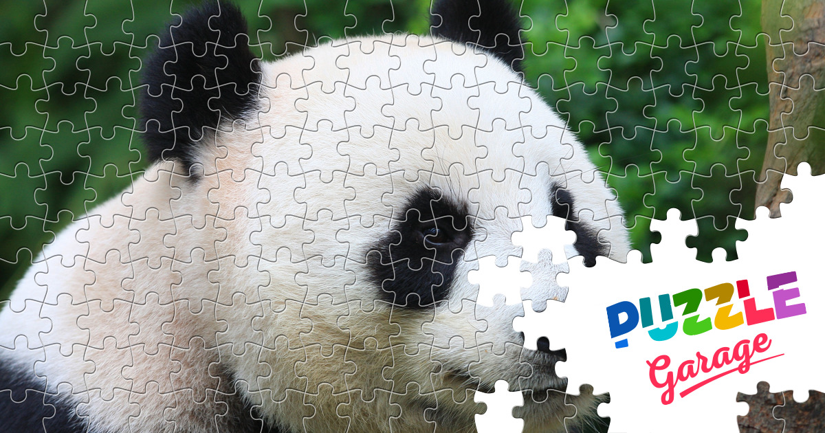 Panda portrait Jigsaw Puzzle (Animals, Mammals) | Puzzle Garage