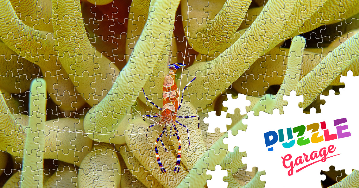 Spotted cleaner shrimp Jigsaw Puzzle (Animals, Marine life) | Puzzle Garage