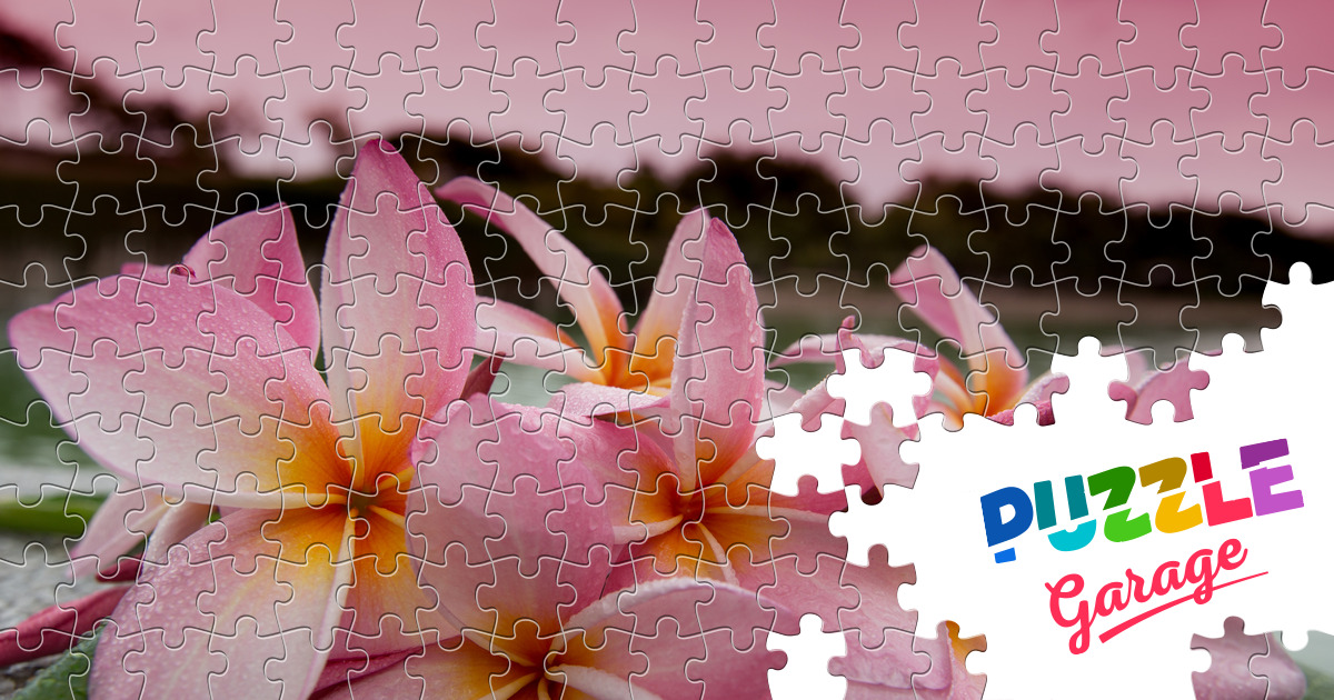 Frangipani flower Jigsaw Puzzle (Plants, Flowers) | Puzzle Garage