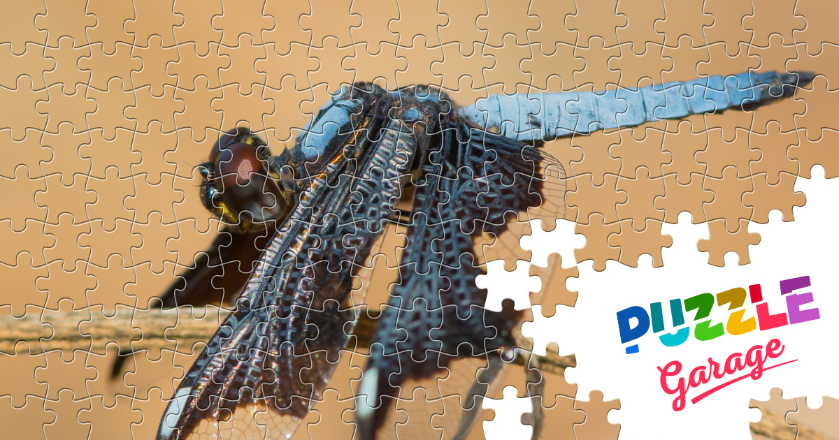 Side view portrait of a dragonfly Jigsaw Puzzle (Animals, Insects ...