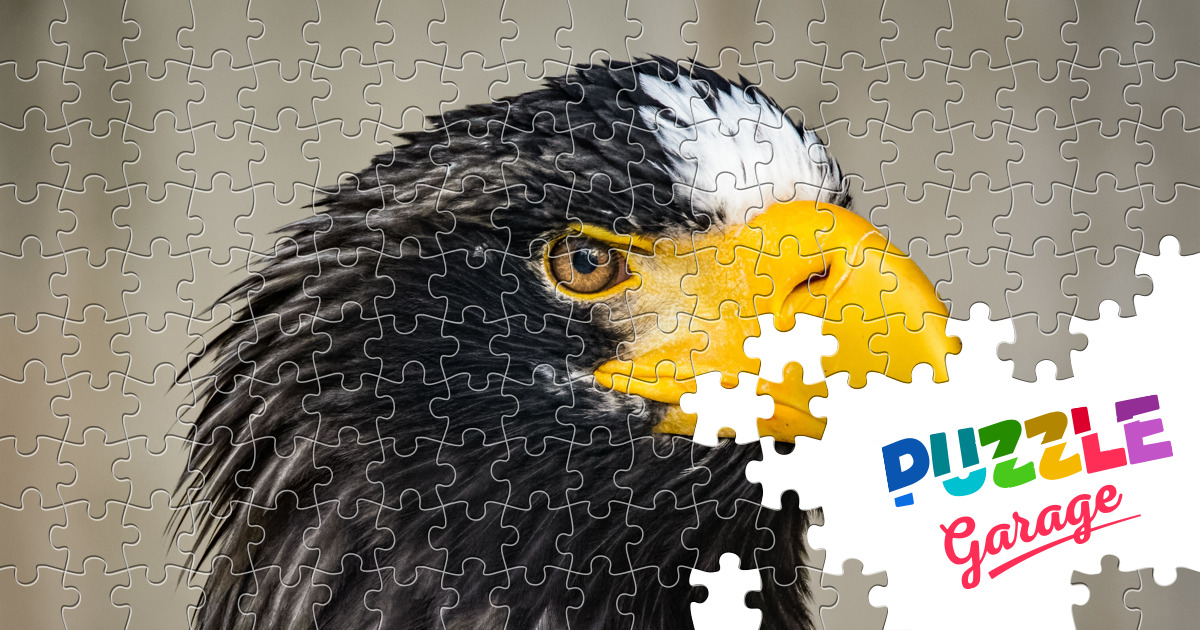 Portrait of an eagle Jigsaw Puzzle (Animals, Birds) | Puzzle Garage