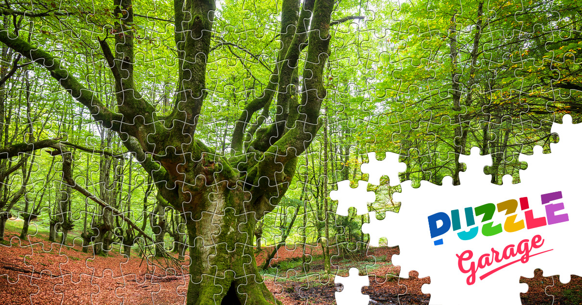 Forest landscape Jigsaw Puzzle (Plants, Trees) | Puzzle Garage
