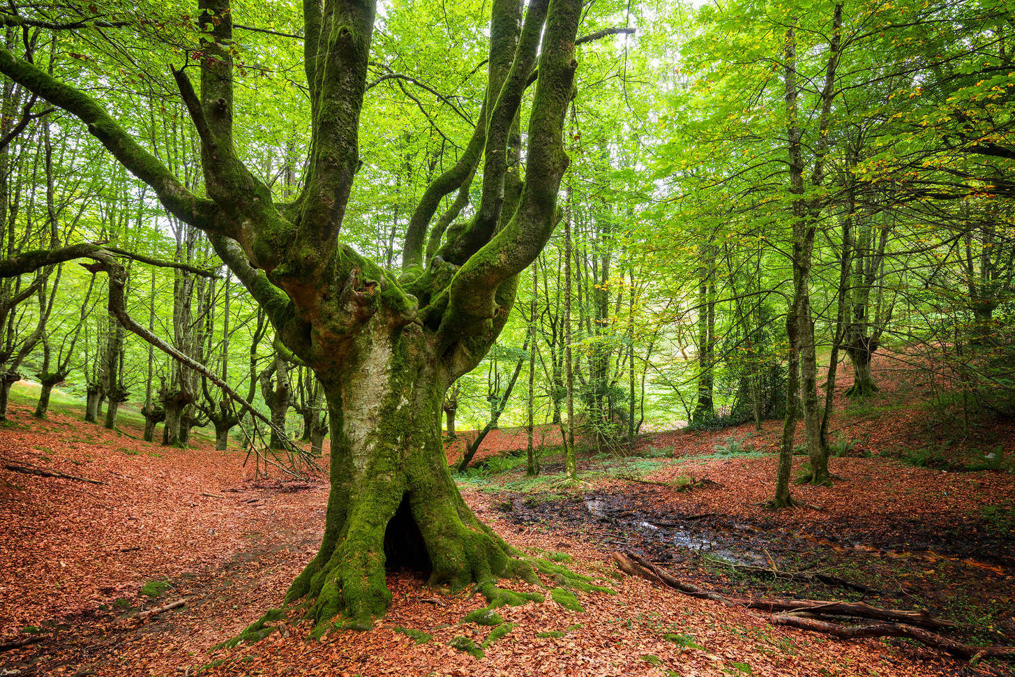 Forest landscape Jigsaw Puzzle (Plants, Trees) | Puzzle Garage