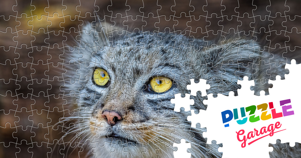 Manul Jigsaw Puzzle (Animals, Mammals) | Puzzle Garage