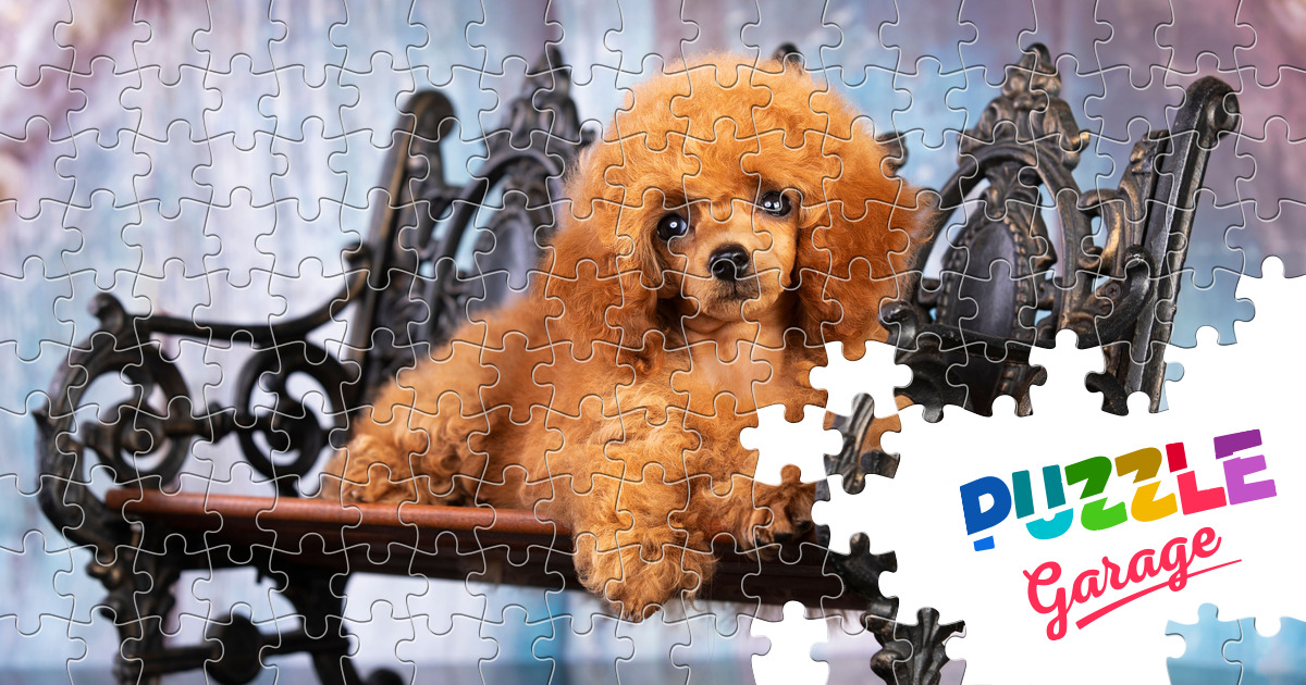 Red poodle Jigsaw Puzzle (Animals, Pets) | Puzzle Garage