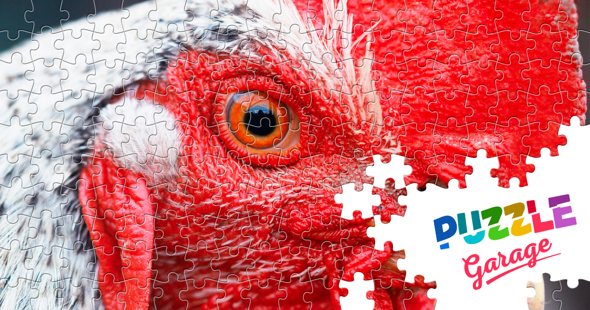Rooster close up Jigsaw Puzzle (Animals, Birds) | Puzzle Garage
