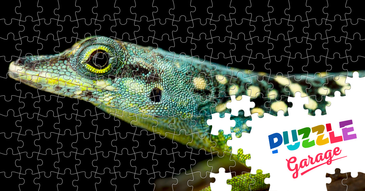 Anole Martinique Jigsaw Puzzle (Animals, Reptiles) | Puzzle Garage