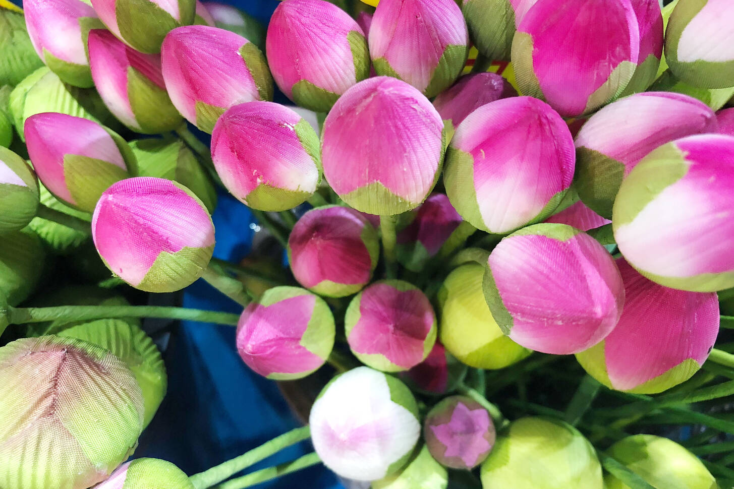 Lotus flower buds Jigsaw Puzzle (Plants, Flowers) | Puzzle Garage