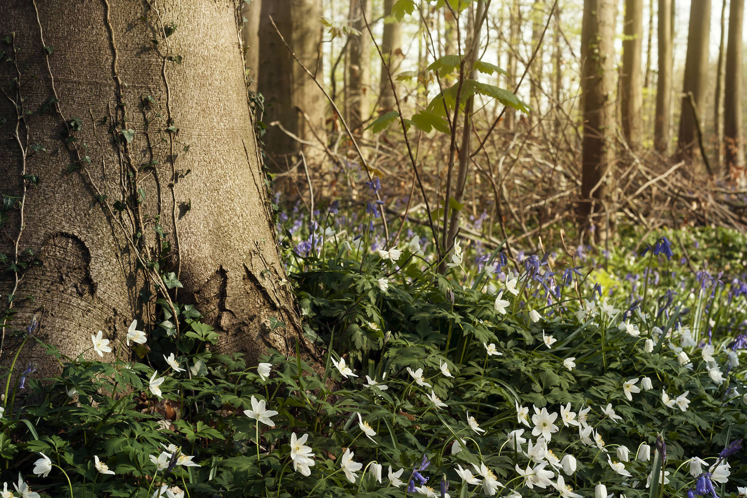 Spring flowers in the forest Jigsaw Puzzle (Plants, Flowers) | Puzzle ...