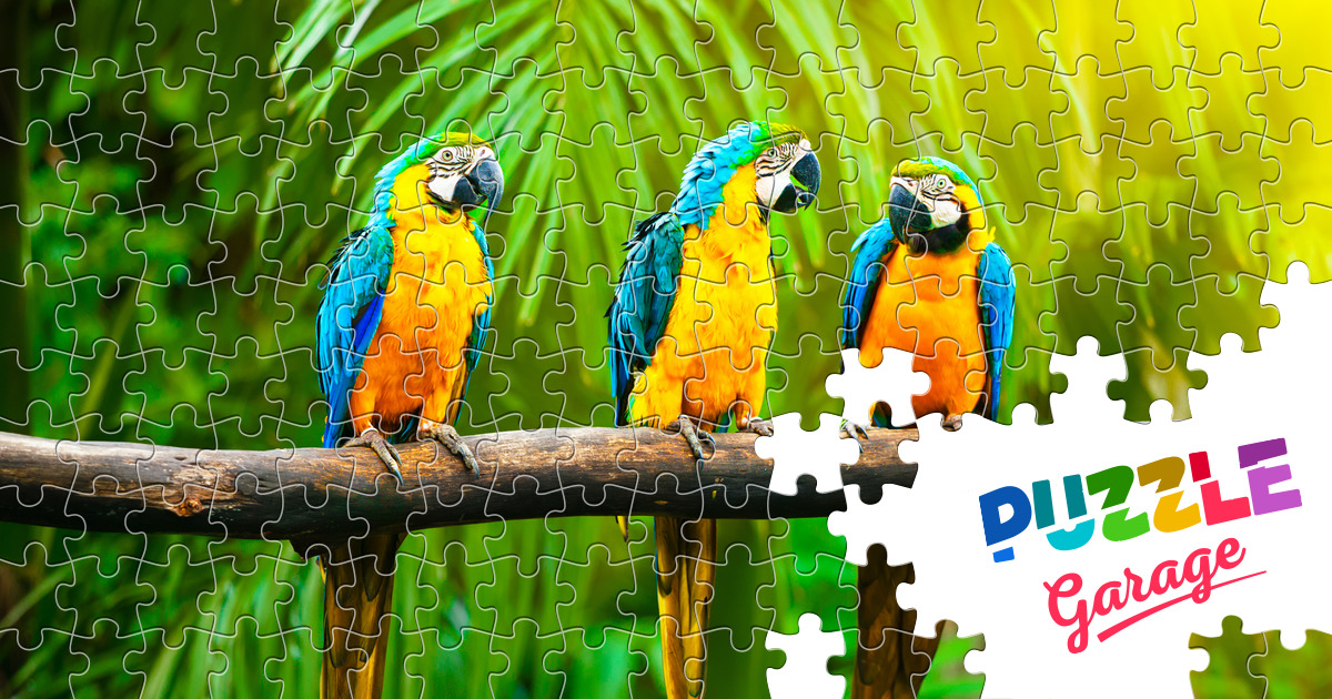 Parrots Jigsaw Puzzle (Animals, Birds) | Puzzle Garage