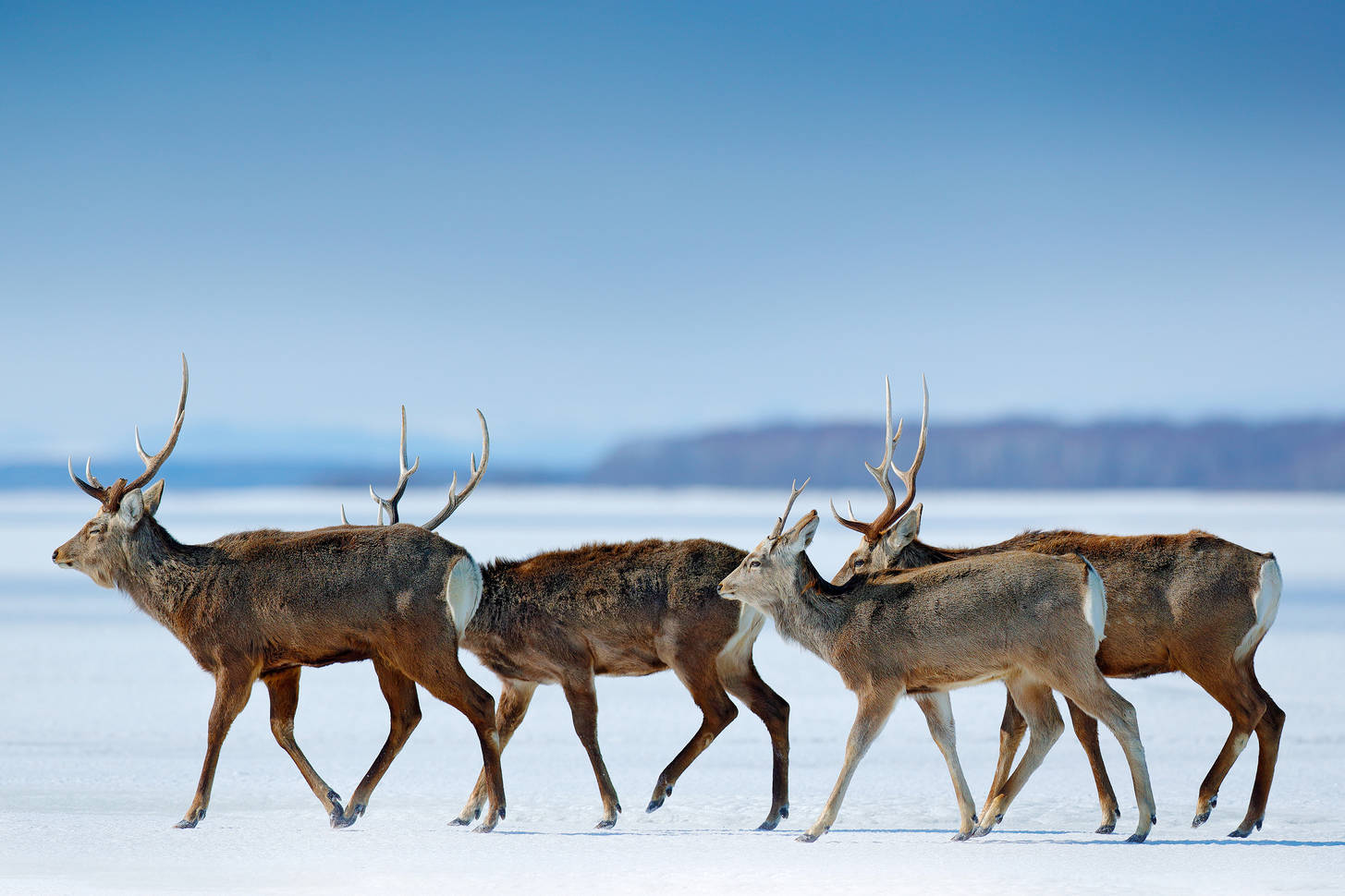 Deers Jigsaw Puzzle (Animals, Mammals) | Puzzle Garage