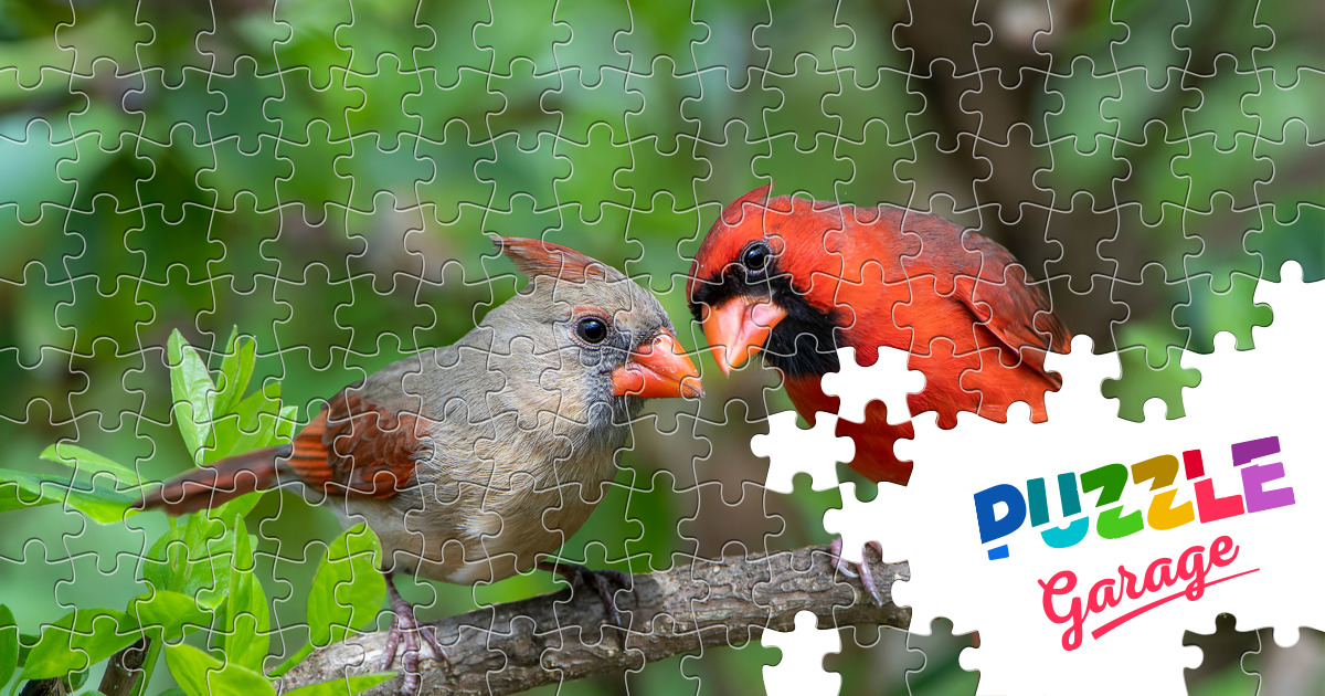 Red cardinal male and female Jigsaw Puzzle (Animals, Birds) | Puzzle Garage