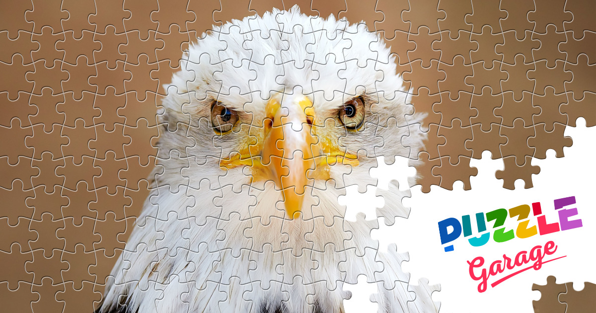 Bald eagle portrait Jigsaw Puzzle (Animals, Birds) | Puzzle Garage