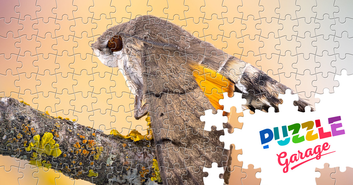Hawk moth Jigsaw Puzzle (Animals, Insects) | Puzzle Garage