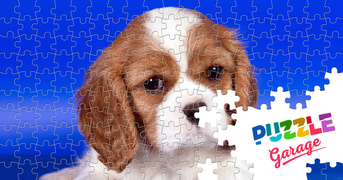 Spaniel puppy portrait Jigsaw Puzzle (Animals, Pets) | Puzzle Garage