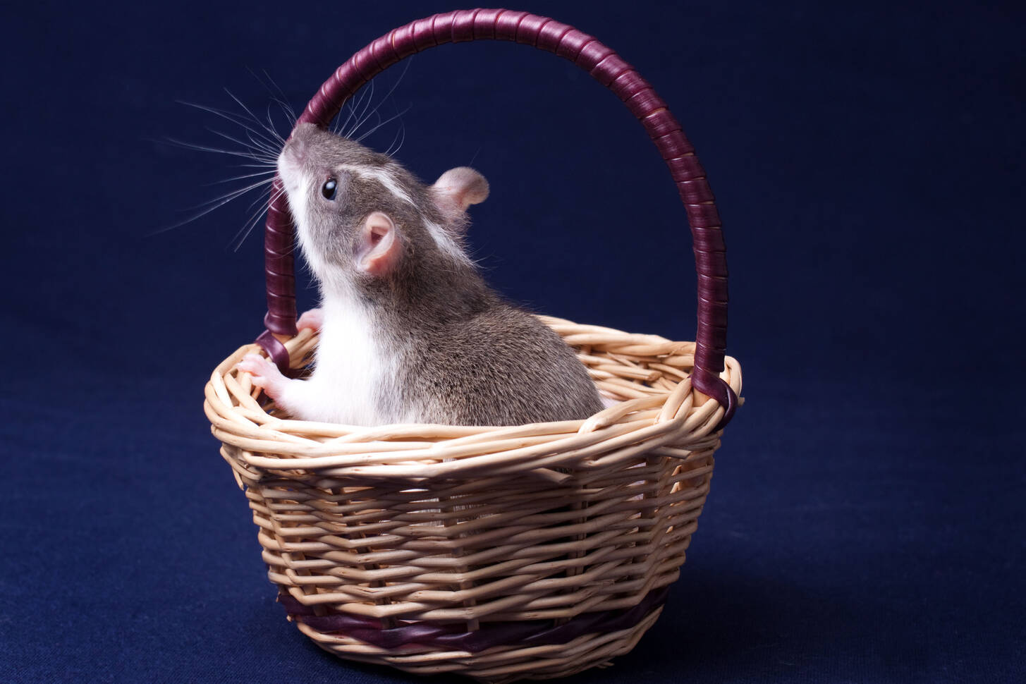 Rat in a basket Jigsaw Puzzle (Animals, Pets) | Puzzle Garage