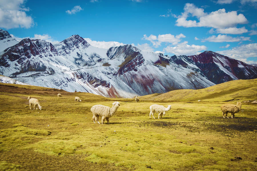 Peru - collection of online Jigsaw Puzzles | Puzzle Garage