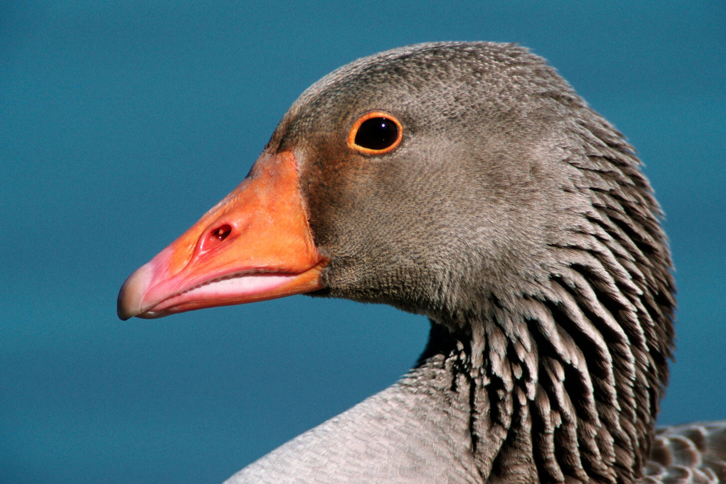 Goose portrait Jigsaw Puzzle (Animals, Birds) | Puzzle Garage