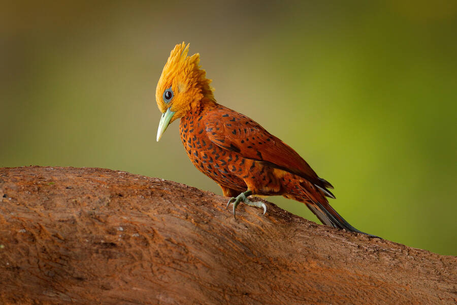 Madagascar red fodi Jigsaw Puzzle (Animals, Birds) | Puzzle Garage