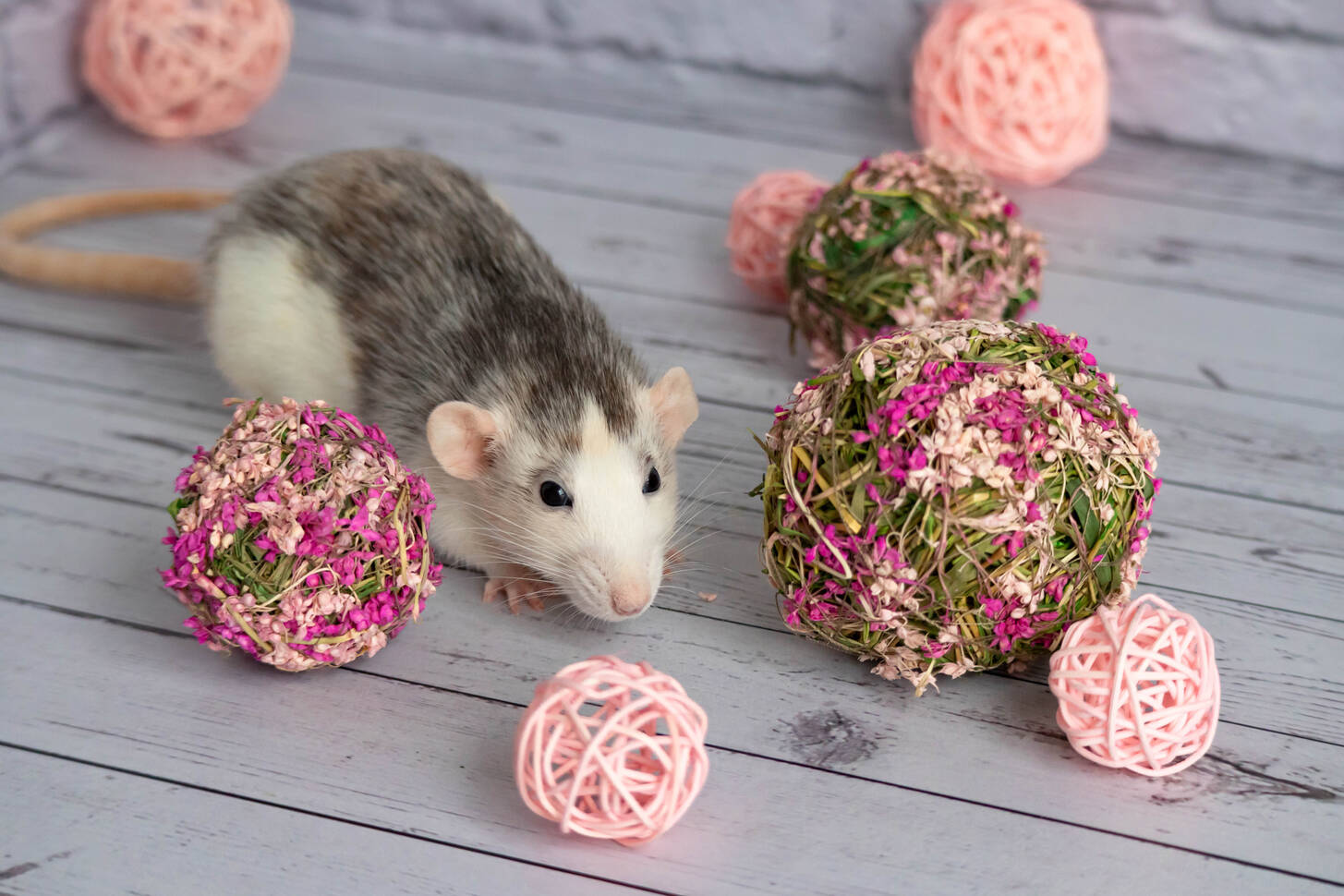 Rat and balloons with flowers Jigsaw Puzzle (Animals, Pets) | Puzzle Garage