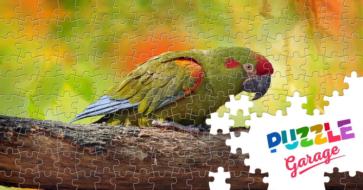 Thick-billed Macaw Jigsaw Puzzle (Animals, Birds) | Puzzle Garage