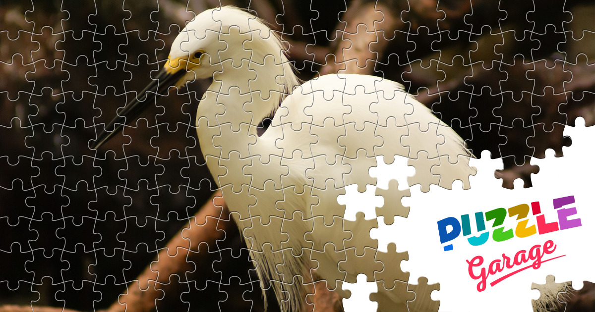 Snowy egret Jigsaw Puzzle (Animals, Birds) | Puzzle Garage