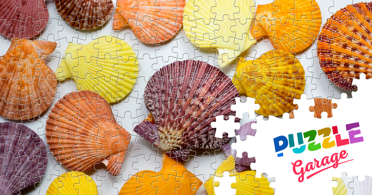 Colorful seashells Jigsaw Puzzle (Animals, Marine life) | Puzzle Garage