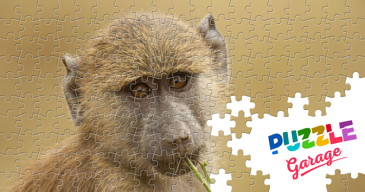 Maslinasti pavijan Slagalice (Ћivotinje, Primati) | Puzzle Garage