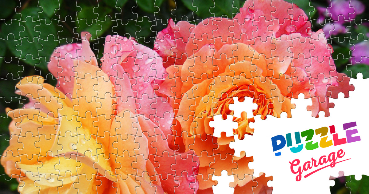 Bicolor roses Jigsaw Puzzle (Plants, Flowers) | Puzzle Garage