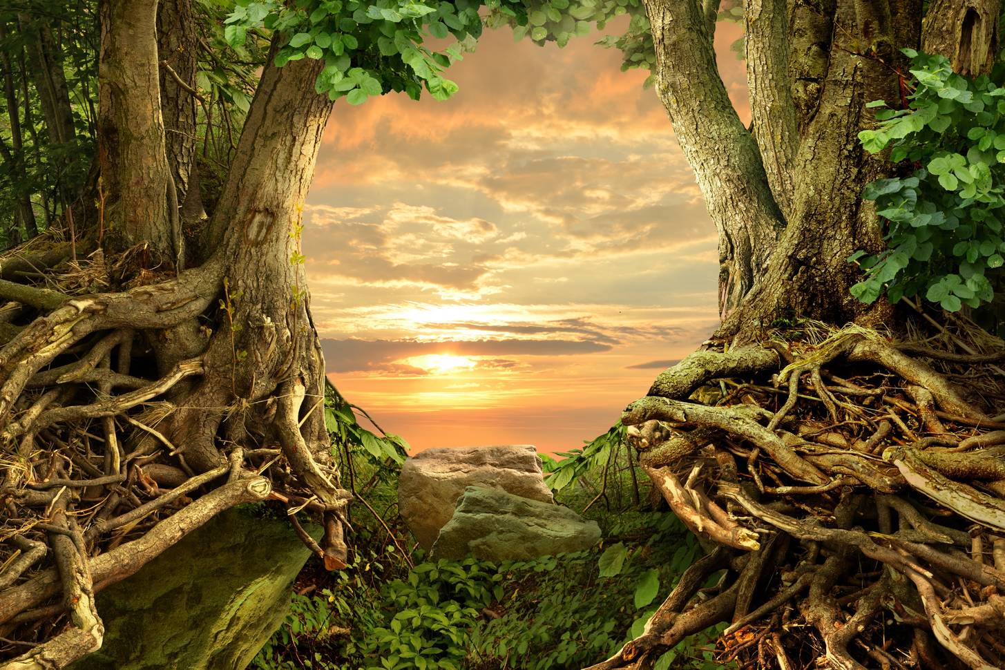View from the forest to the sunset Jigsaw Puzzle (Nature, Forest ...