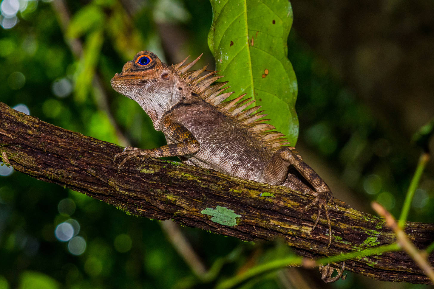 Forest Dragon Lizard Jigsaw Puzzle (Animals, Reptiles) | Puzzle Garage