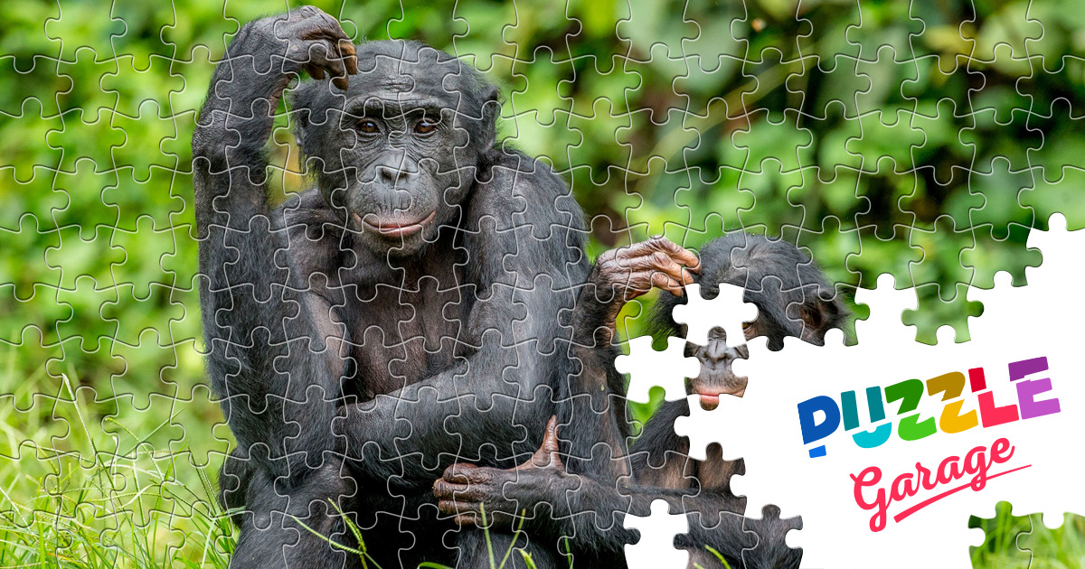 Chimpanzee mother and child Bonobo Jigsaw Puzzle (Animals, Primates ...