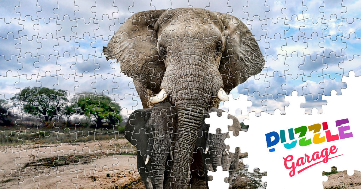 Jigsaw Puzzle For Elephant at Mildred Bruggeman blog