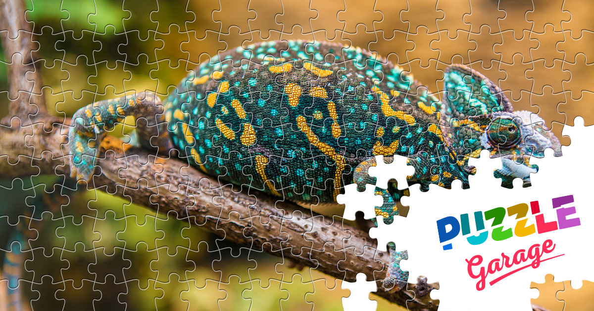 Chameleon Jigsaw Puzzle (Animals, Reptiles) | Puzzle Garage