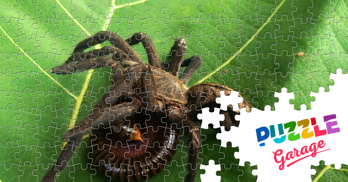 Spider on green leaf Jigsaw Puzzle (Animals, Insects) | Puzzle Garage