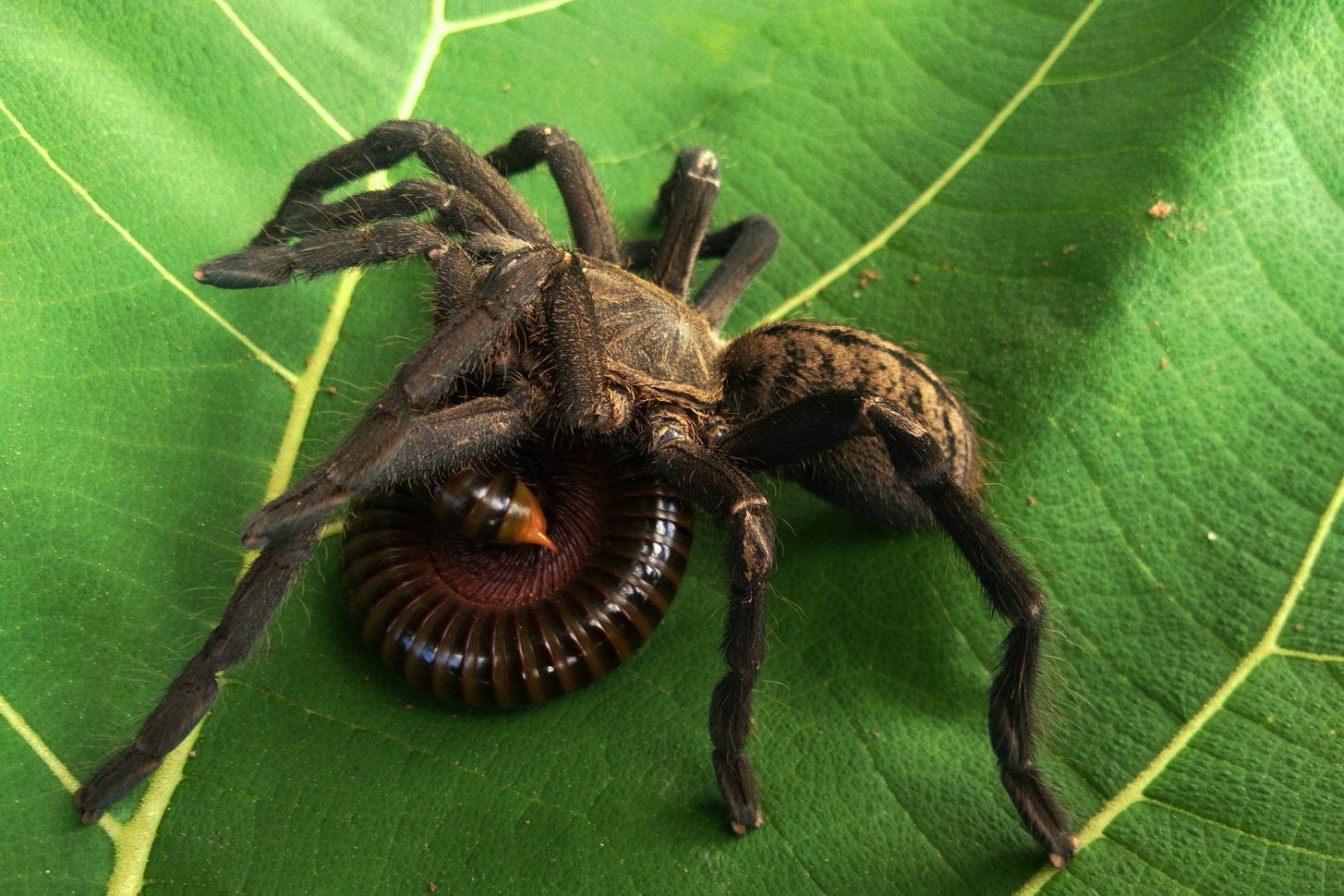 Spider on green leaf Jigsaw Puzzle (Animals, Insects) | Puzzle Garage