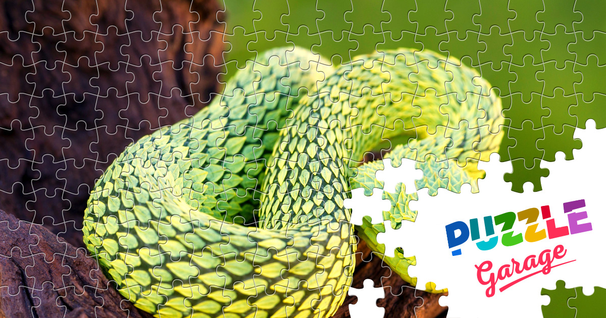 Spiny bush viper Jigsaw Puzzle (Animals, Reptiles) | Puzzle Garage