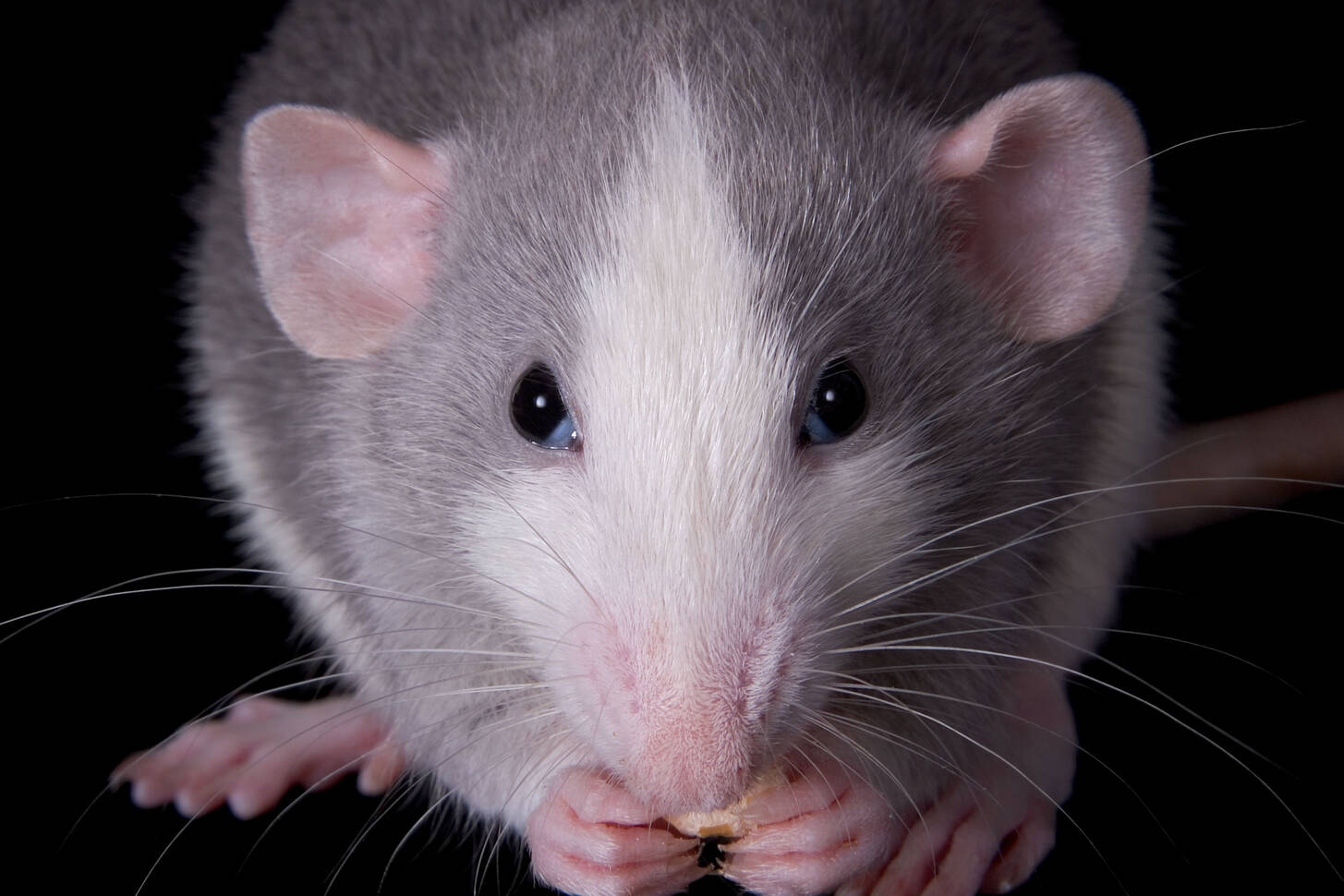 Decorative rat Jigsaw Puzzle (Animals, Pets) | Puzzle Garage