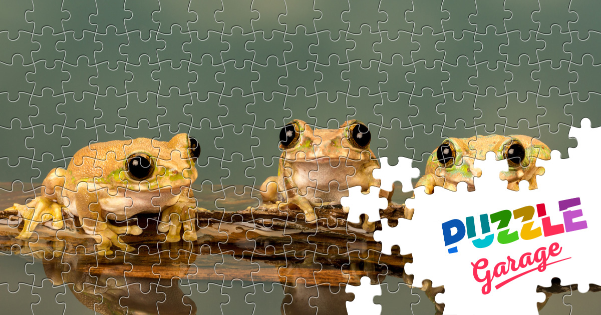 Tree frogs Jigsaw Puzzle (Animals, Amphibians) | Puzzle Garage