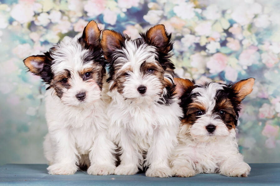 Black and white cockapoo Jigsaw Puzzle (Animals, Pets) | Puzzle Garage