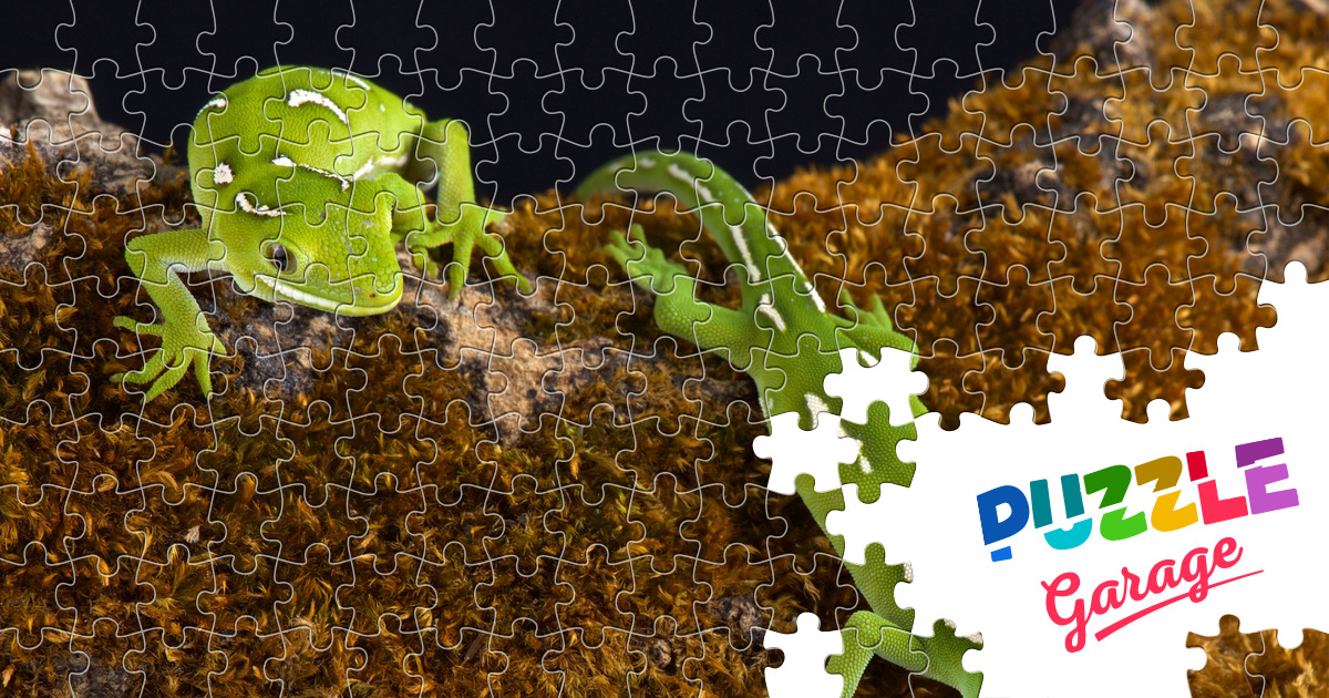 Auckland green geckos Jigsaw Puzzle (Animals, Reptiles) | Puzzle Garage