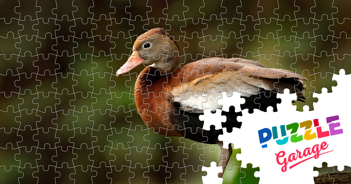 Duck on a log Jigsaw Puzzle (Animals, Birds) | Puzzle Garage