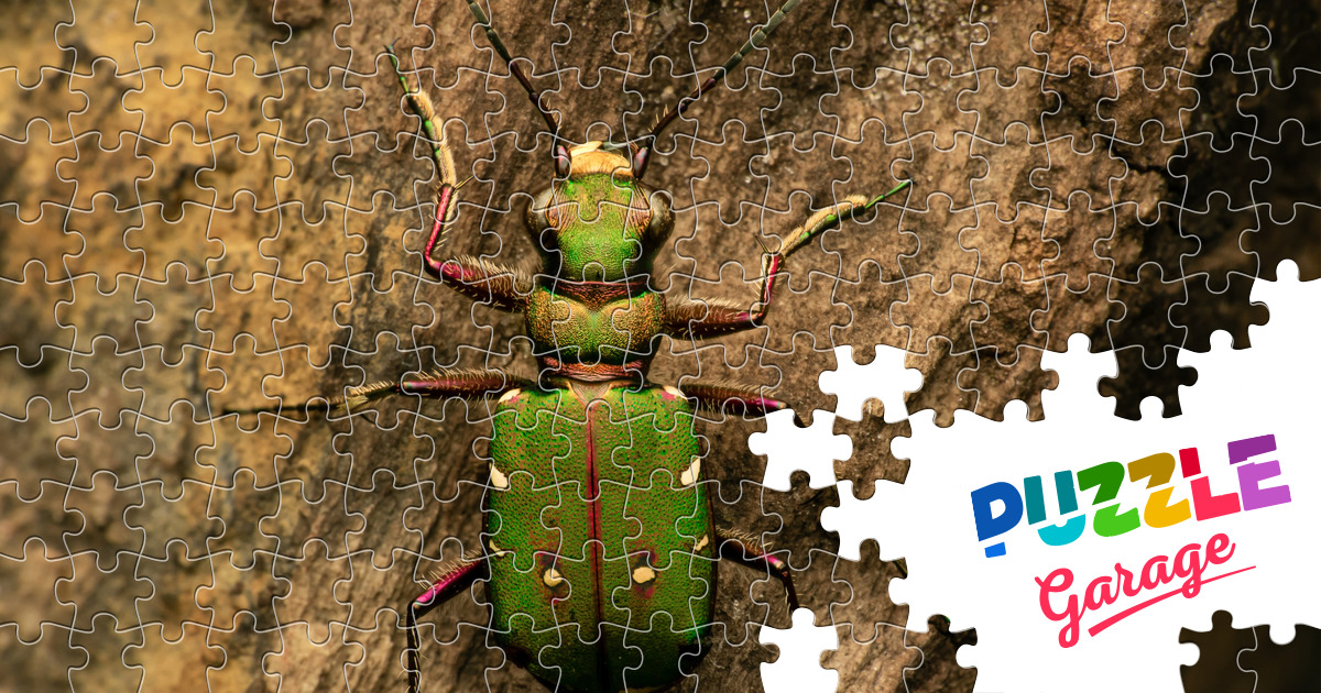 Beetle on bark Jigsaw Puzzle (Animals, Insects) | Puzzle Garage