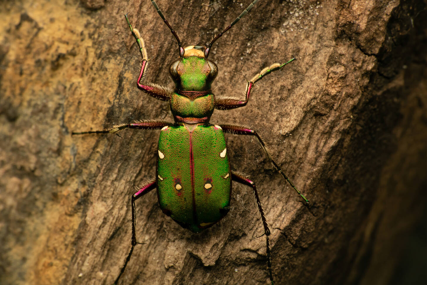 Beetle on bark Jigsaw Puzzle (Animals, Insects) | Puzzle Garage