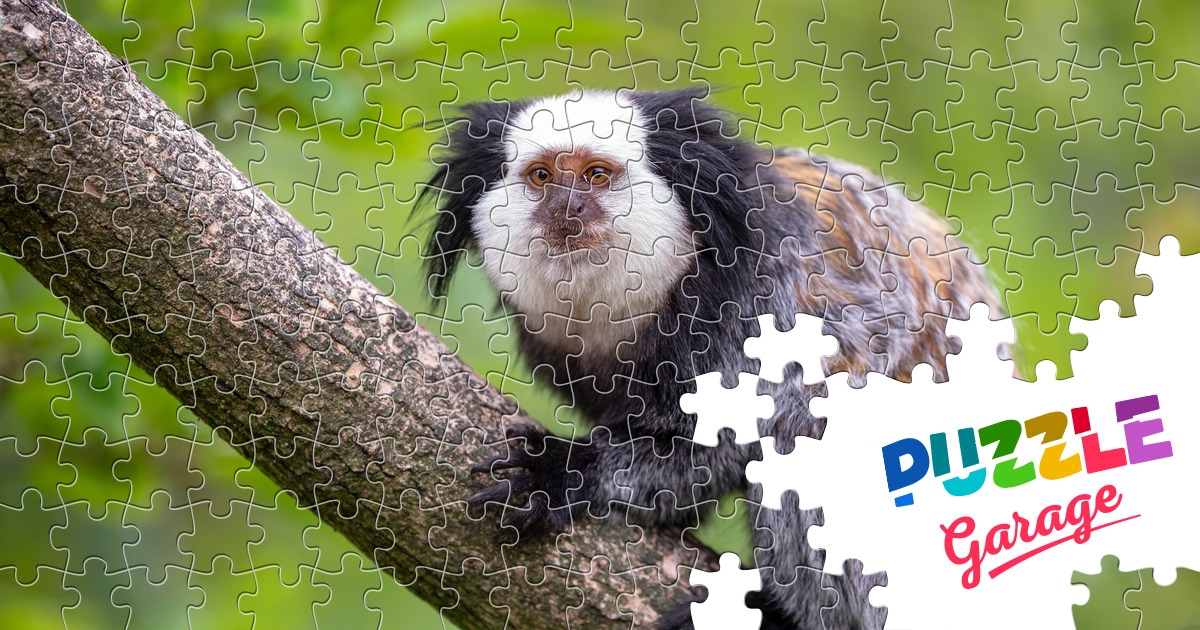 White-headed monkey Jigsaw Puzzle (Animals, Primates) | Puzzle Garage