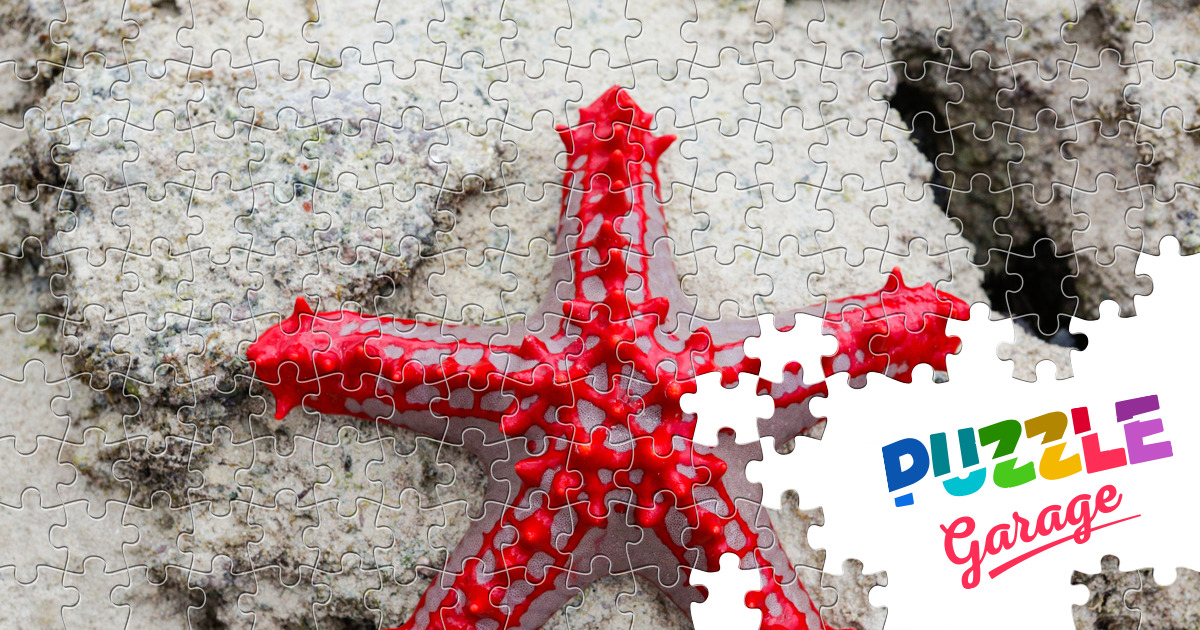 Red starfish Jigsaw Puzzle (Animals, Marine life) | Puzzle Garage