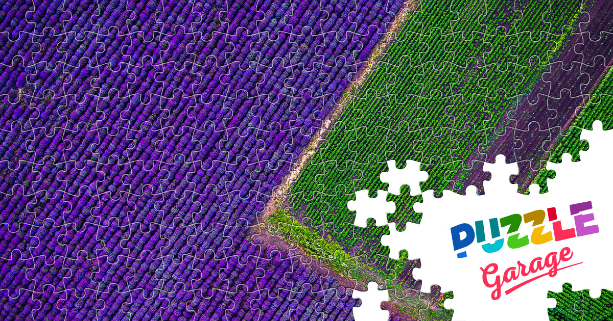 Top view of lavender field Jigsaw Puzzle (Other, Aerial view) | Puzzle ...