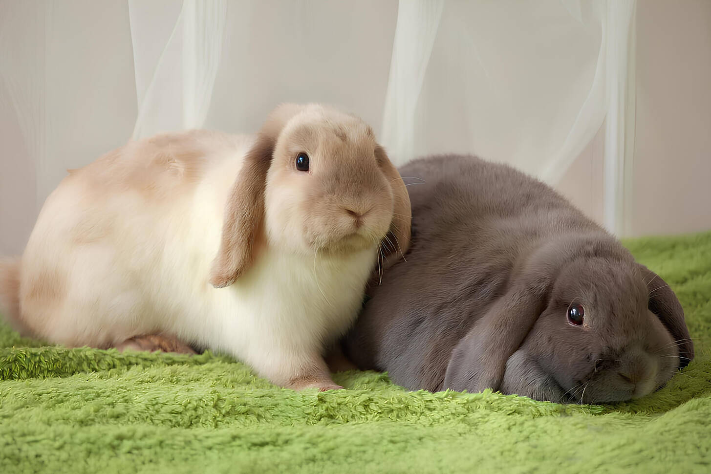 Pair of rabbits Jigsaw Puzzle (Animals, Pets) | Puzzle Garage