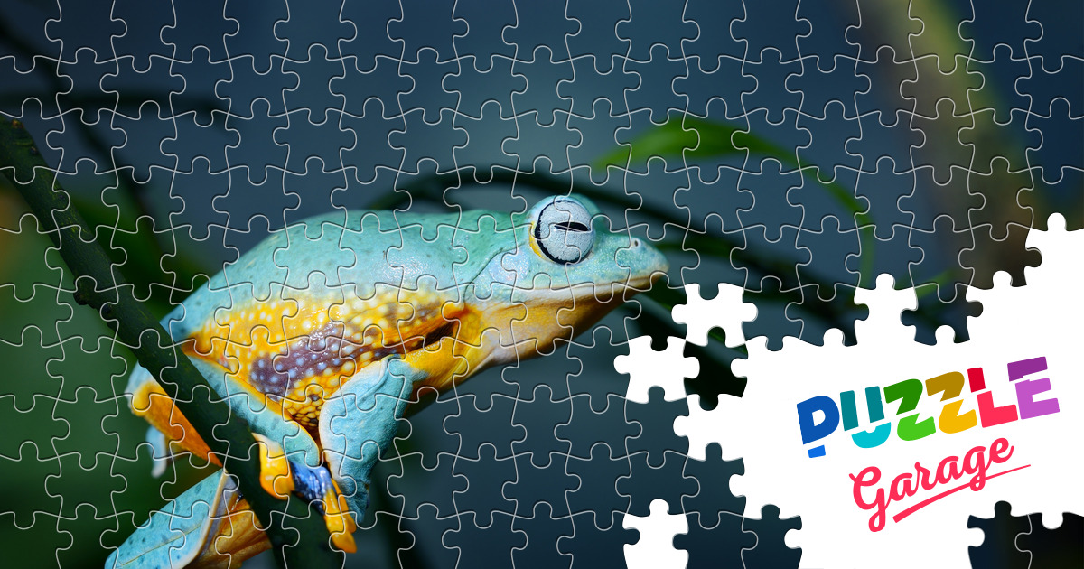 Javan flying frog Jigsaw Puzzle (Animals, Amphibians) | Puzzle Garage