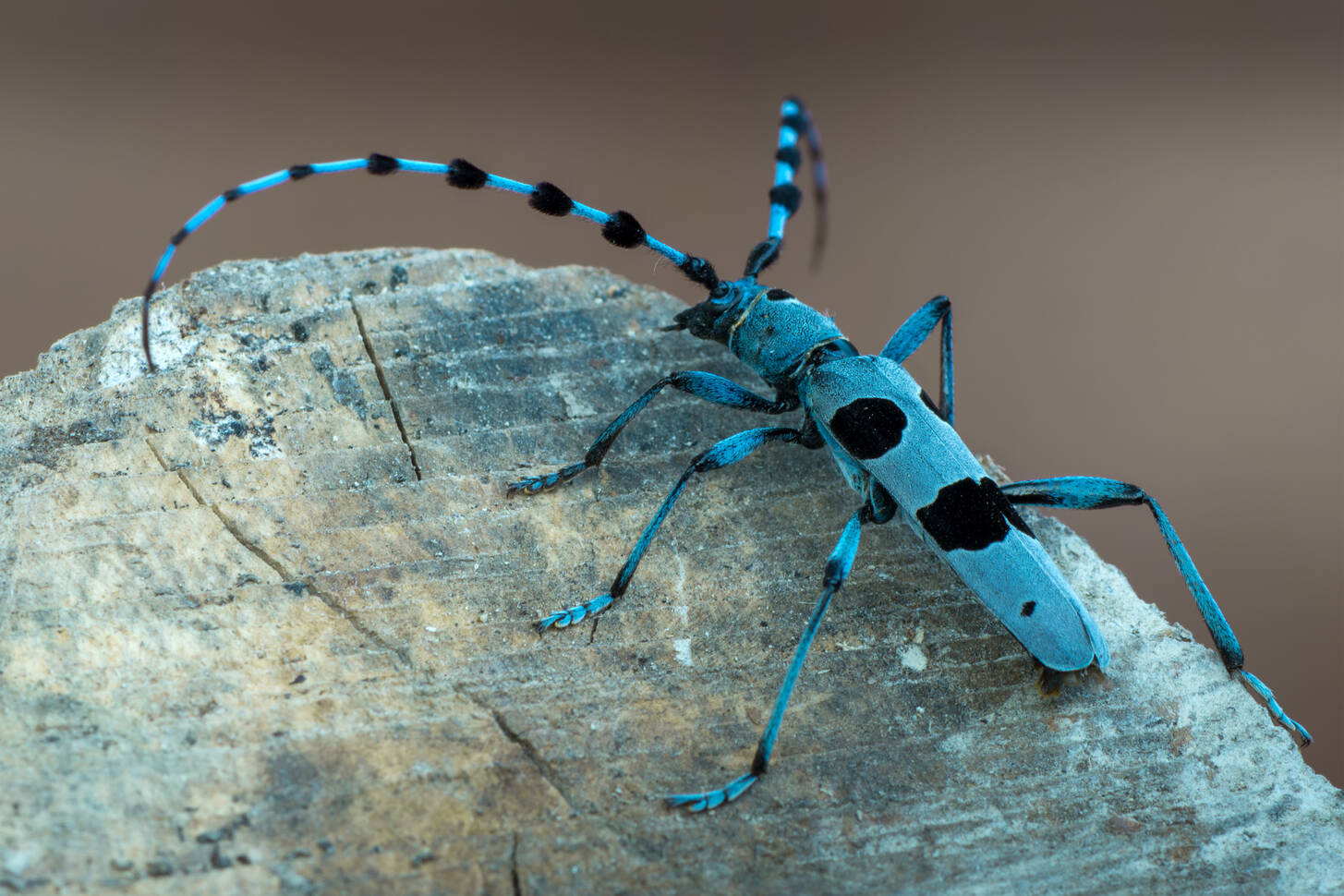 Alpine longhorn beetle Jigsaw Puzzle (Animals, Insects) | Puzzle Garage